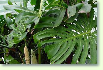 Monstera (Fensterblatt) - Pflege der Pflanze - Pflanzenfreunde.com