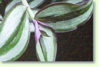 Zebrakraut erfolgreich pflegen - Pflanzenfreunde