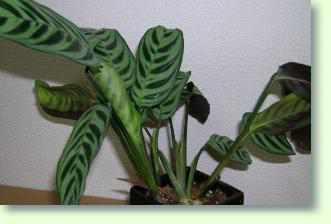 Ctenanthe » Zimmerpflanzen Pflege » Pflanzenfreunde.com