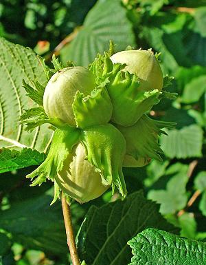 Haselnuss - Sorten, Anbau und Pflege - Pflanzenfreunde.com