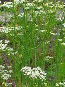 Kümmel im Kräutergarten - Pflanzenfreunde.com