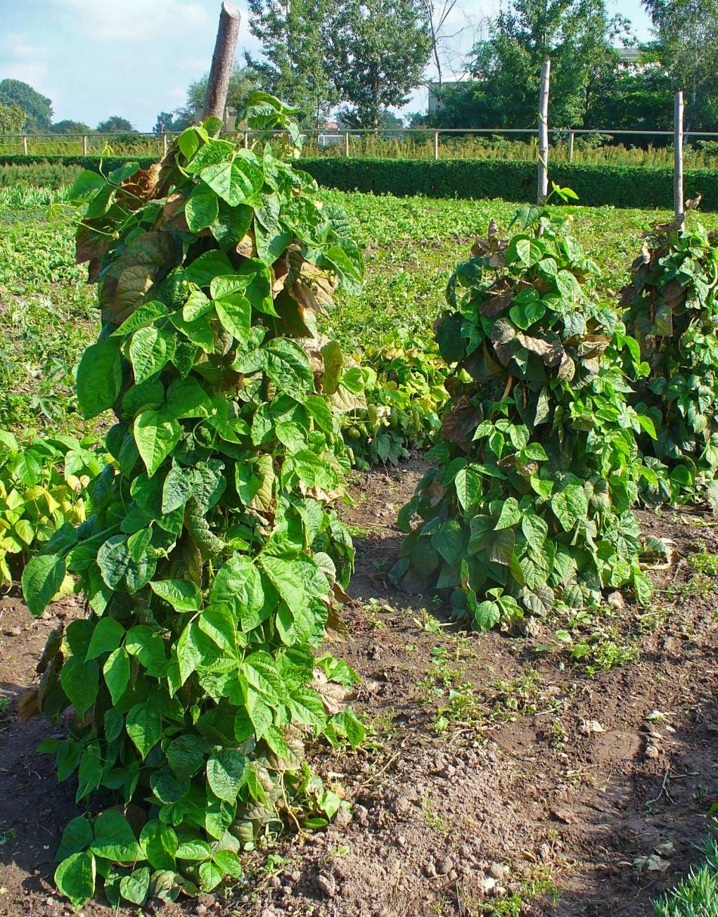 Bohne - Verwendung der Pflanze nach Maria Treben