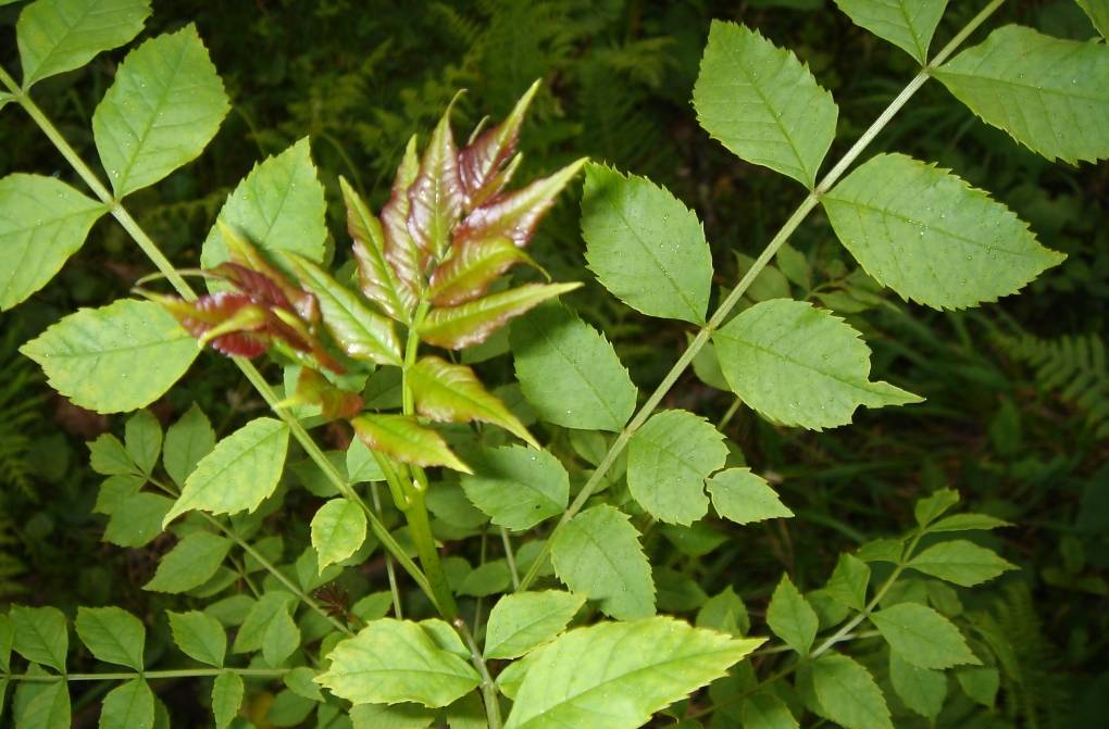 Esche - Heilpflanze der Volksmedizin