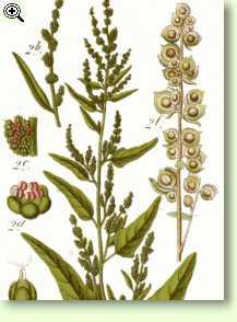 Gartenmelde - Heilpflanze der Volksmedizin