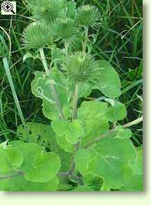 Klette, Heilpflanzen & Heilkräuter