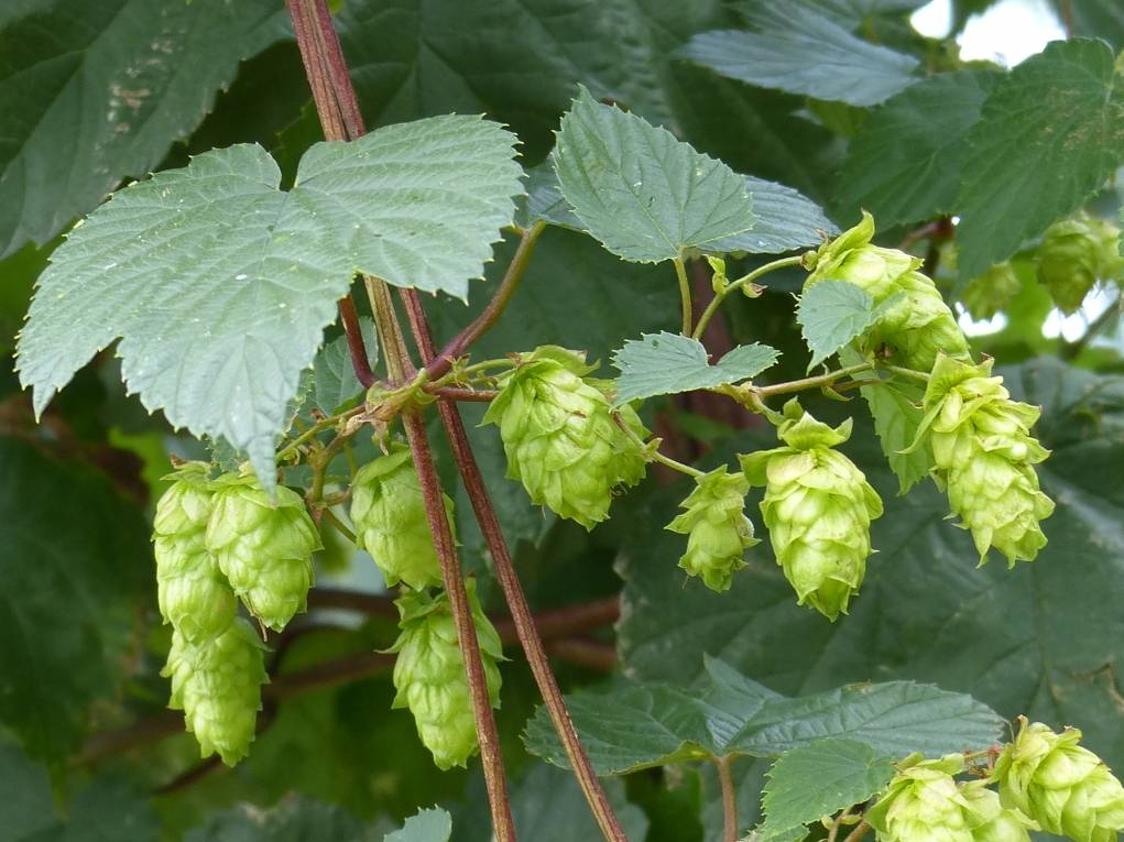 Hopfen - Heilpflanze der Volksmedizin