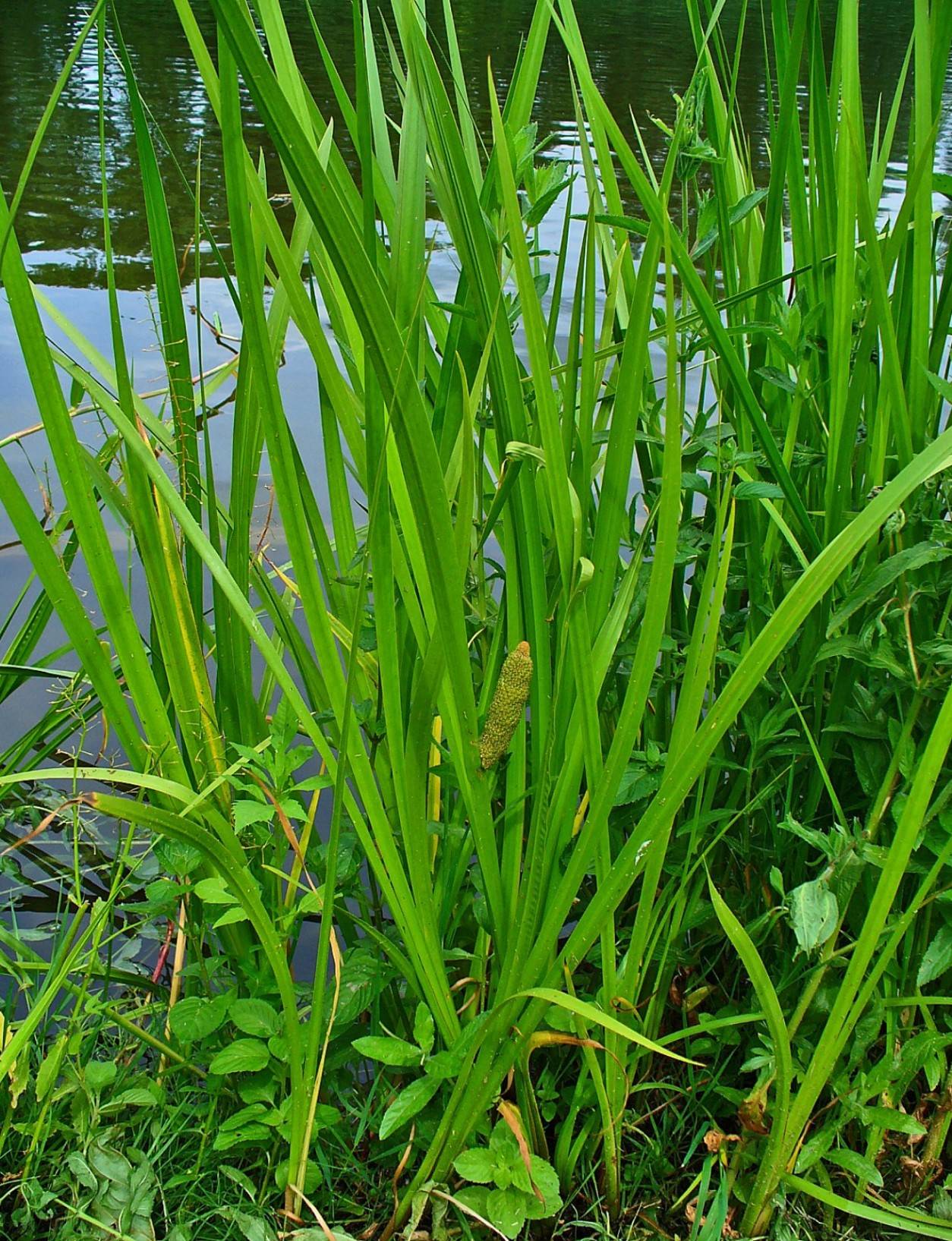 Kalmus - Verwendung der Pflanze nach Maria Treben