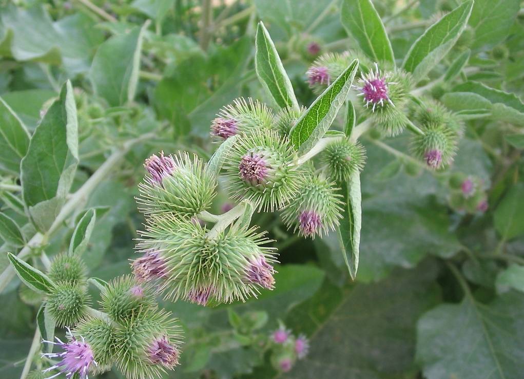 Klette - Heilpflanze der Volksmedizin