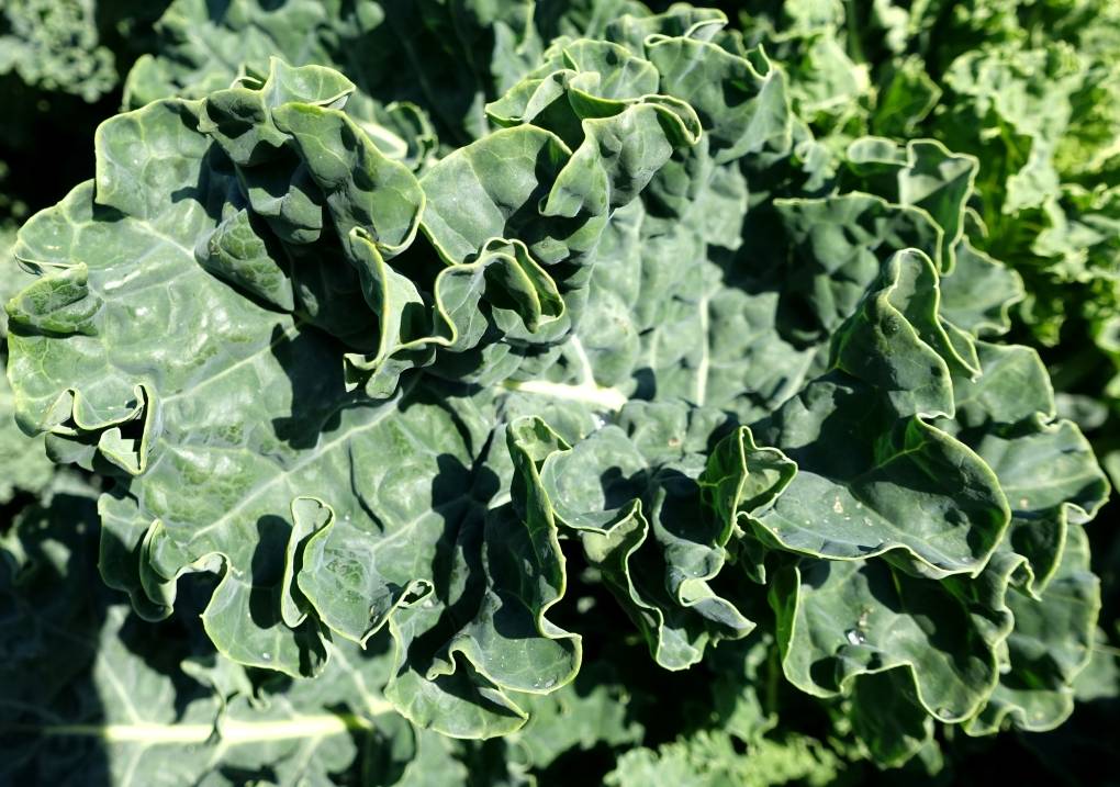 Kohl - Heilpflanze der Volksmedizin