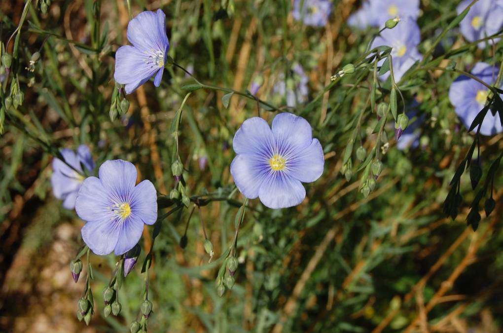 Lein - Heilpflanze der Volksmedizin