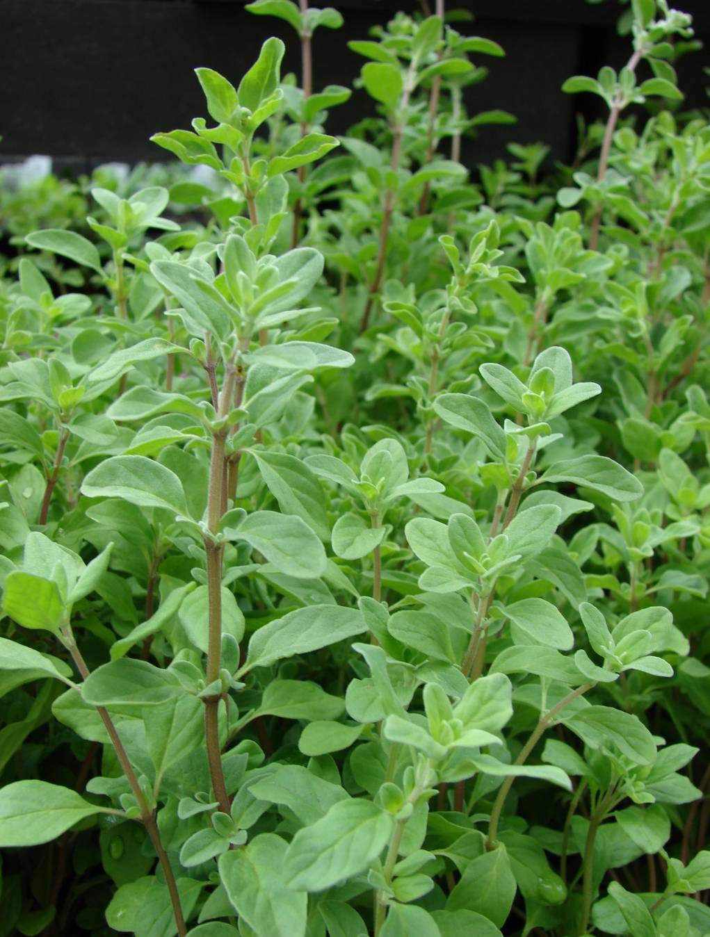 Majoran im Kräutergarten - Pflanzenfreunde.com