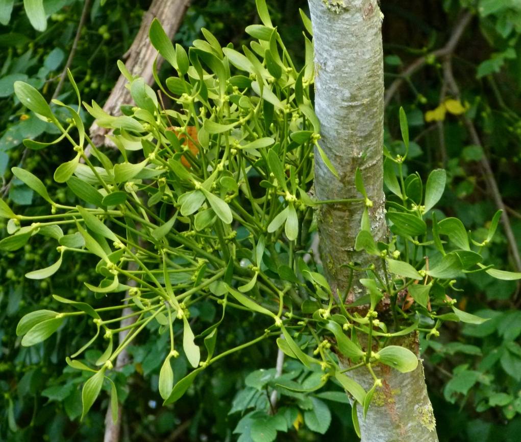 Mistel - Heilpflanze der Volksmedizin