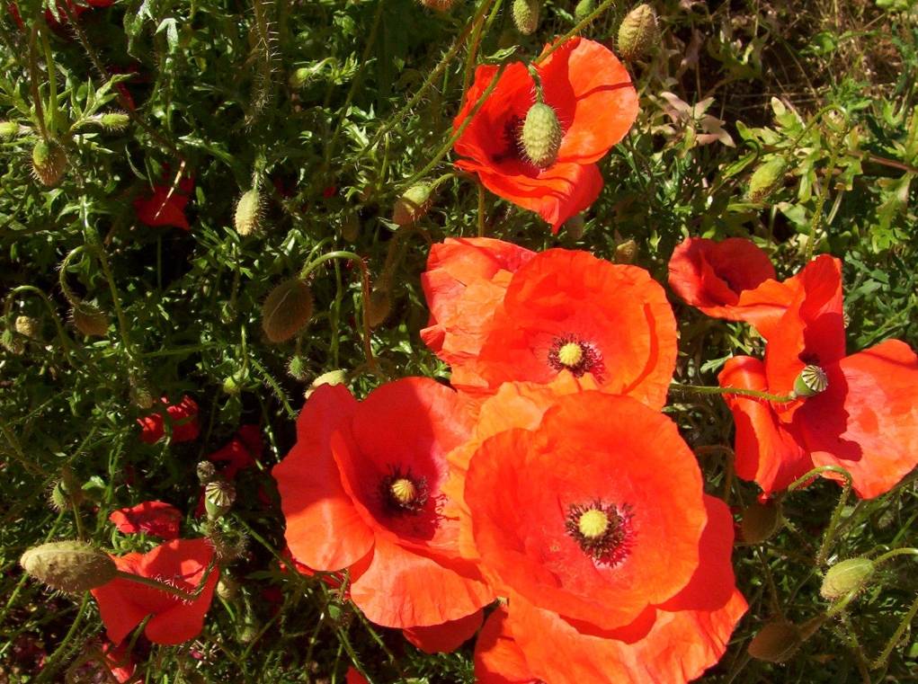 Klatschmohn - Heilpflanze der Volksmedizin