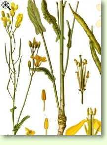 Raps - Heilpflanze der Volksmedizin