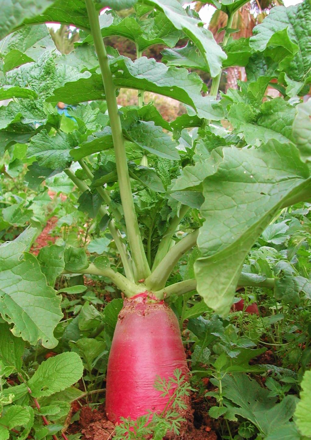 Rettich - Heilpflanze der Volksmedizin