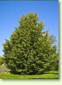 Rotbuche - Heilpflanze der Volksmedizin