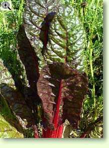 Rote Rübe - Heilpflanze der Volksmedizin