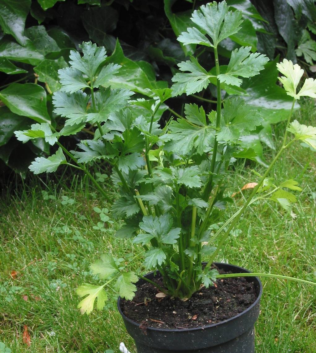 Echter Sellerie - Heilpflanze der Volksmedizin