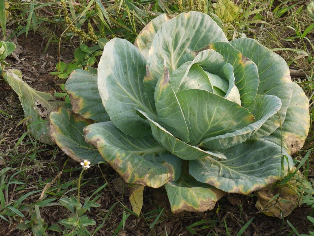 Weißkohl, Weißkraut, Sauerkraut - Verwendung nach Maria Treben