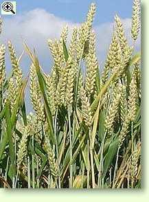 Weizen, Heilpflanzen & Heilkräuter