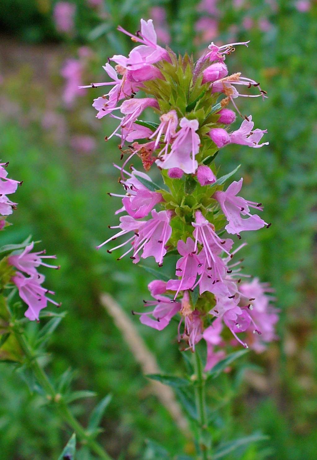 Ysop - Verwendung der Pflanze nach Maria Treben