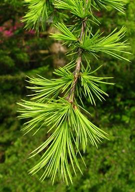 Zeder - Verwendung der Pflanze nach Maria Treben