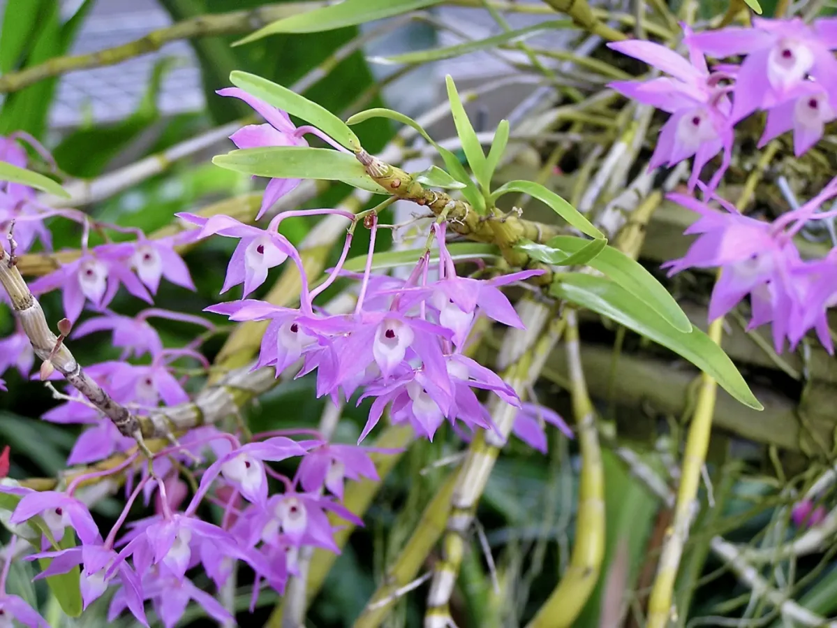 Dendrobium gratiosissimum Pflege - Orchideen / Juwelen der Natur