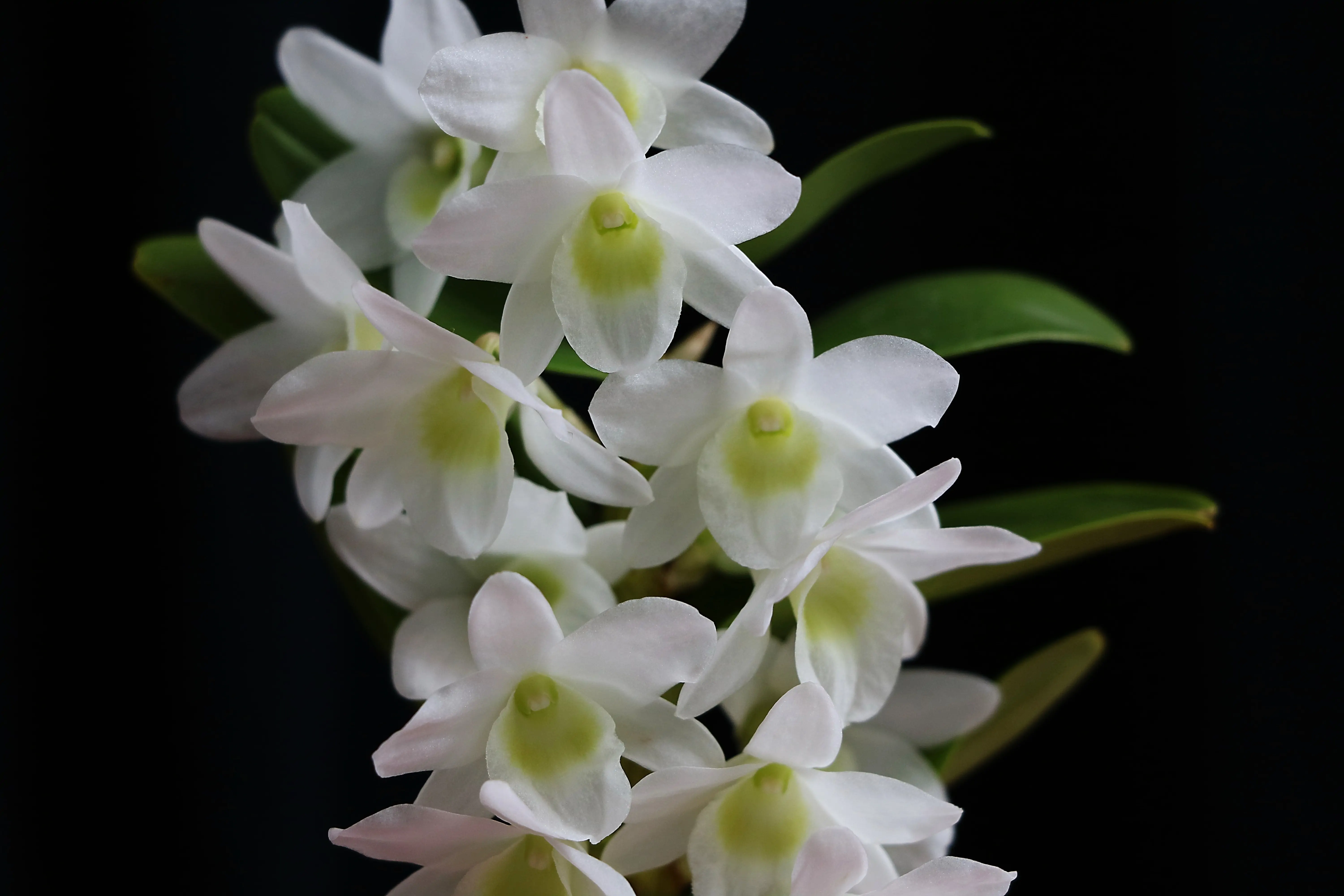 Dendrobium heterocarpum Pflege - Orchideen / Juwelen der Natur
