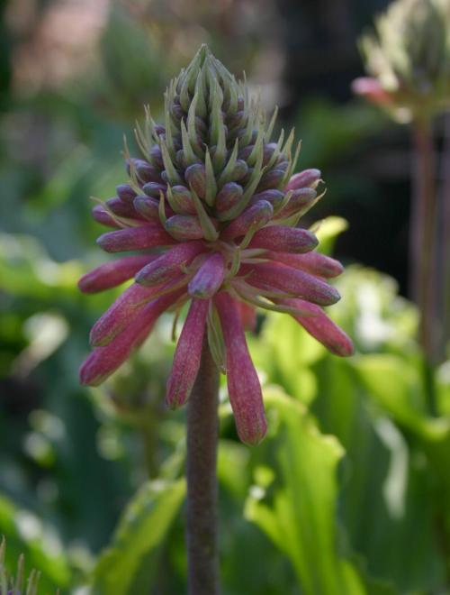 Veltheimia richtig pflegen - Pflanzenfreunde.com